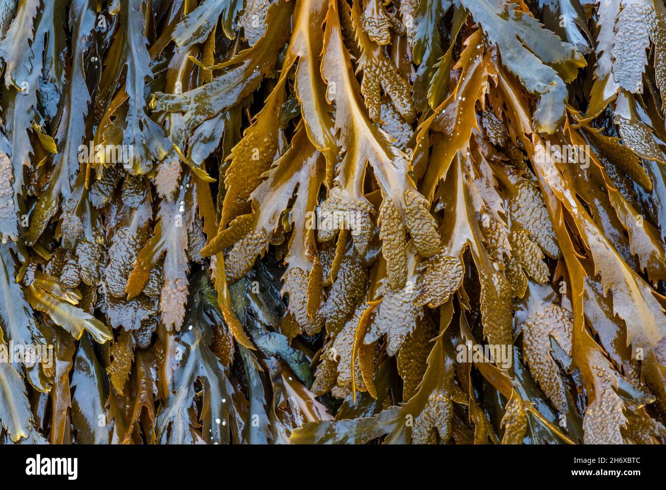 bladderwrack seaweed on the coast of the isle of wight, common seaweed ...
