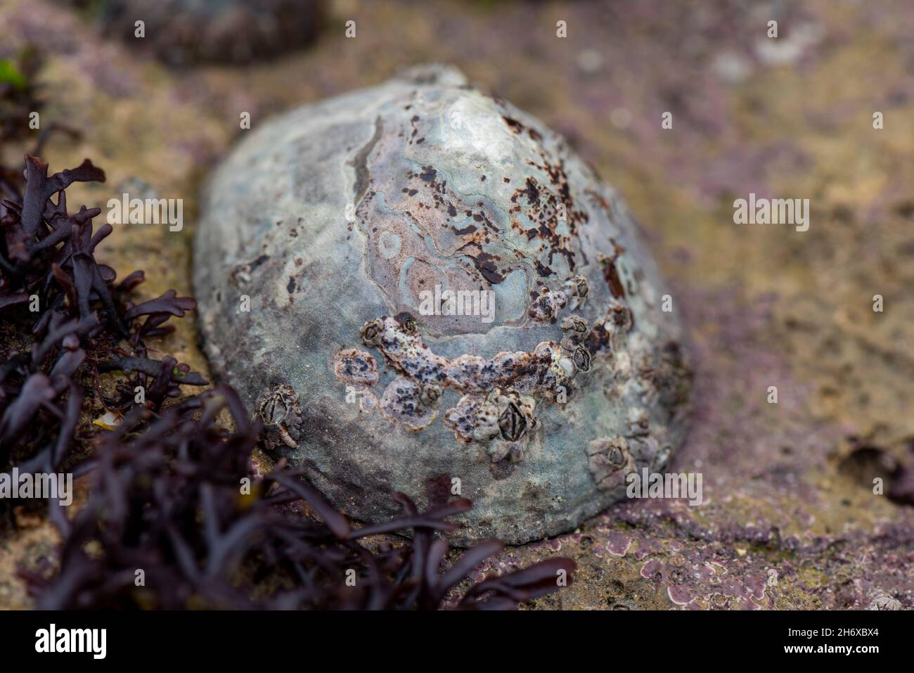 Limpet shell beach sand hi-res stock photography and images - Alamy