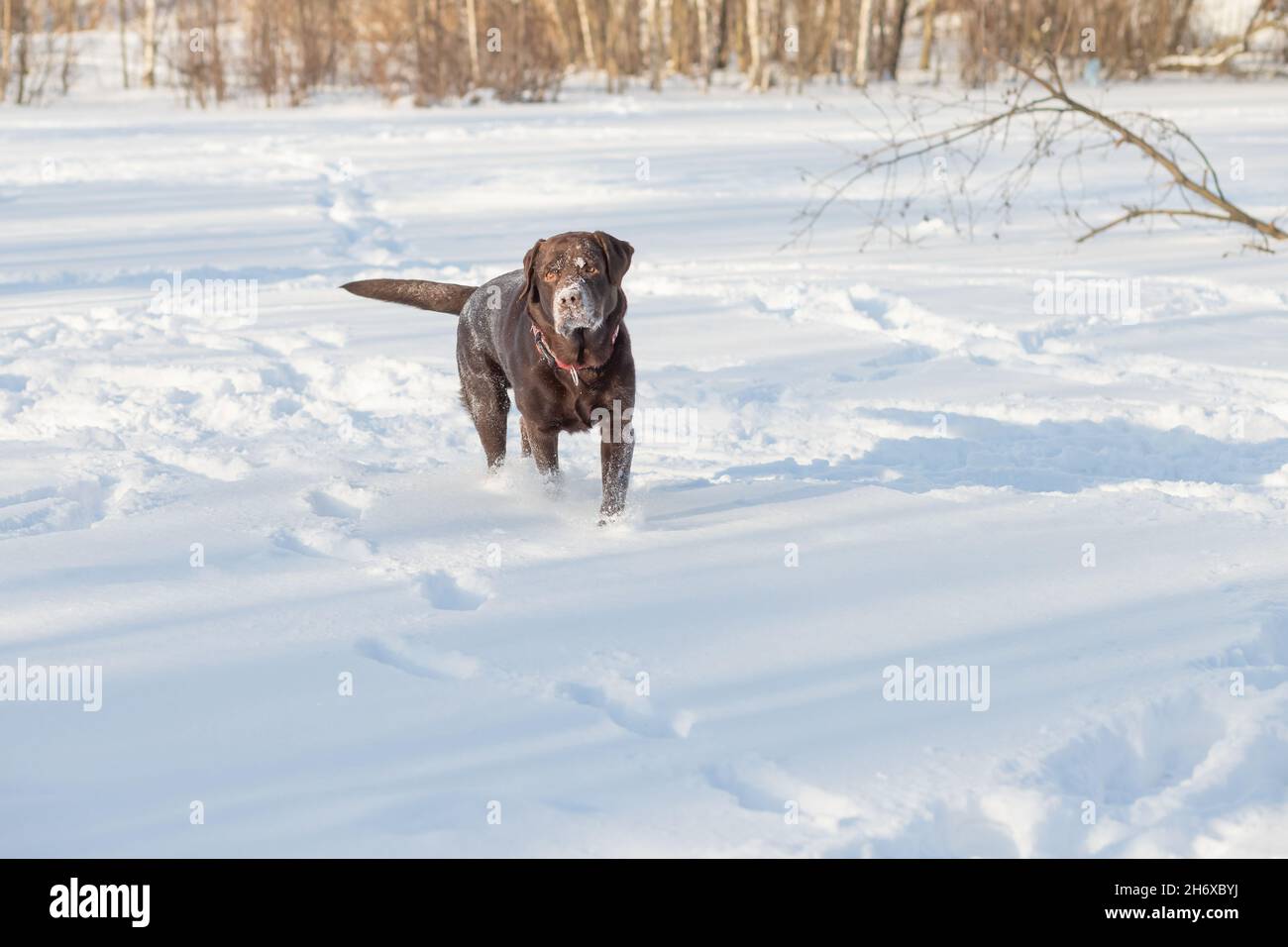 Black labrador lying in snow hi-res stock photography and images - Alamy