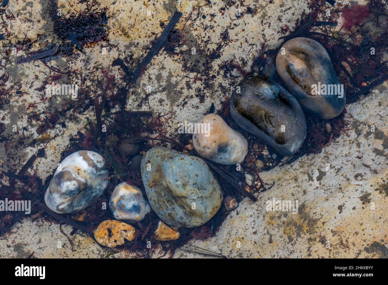 coloured pebbles in a rockpool on the beach with seaweed and shells ...