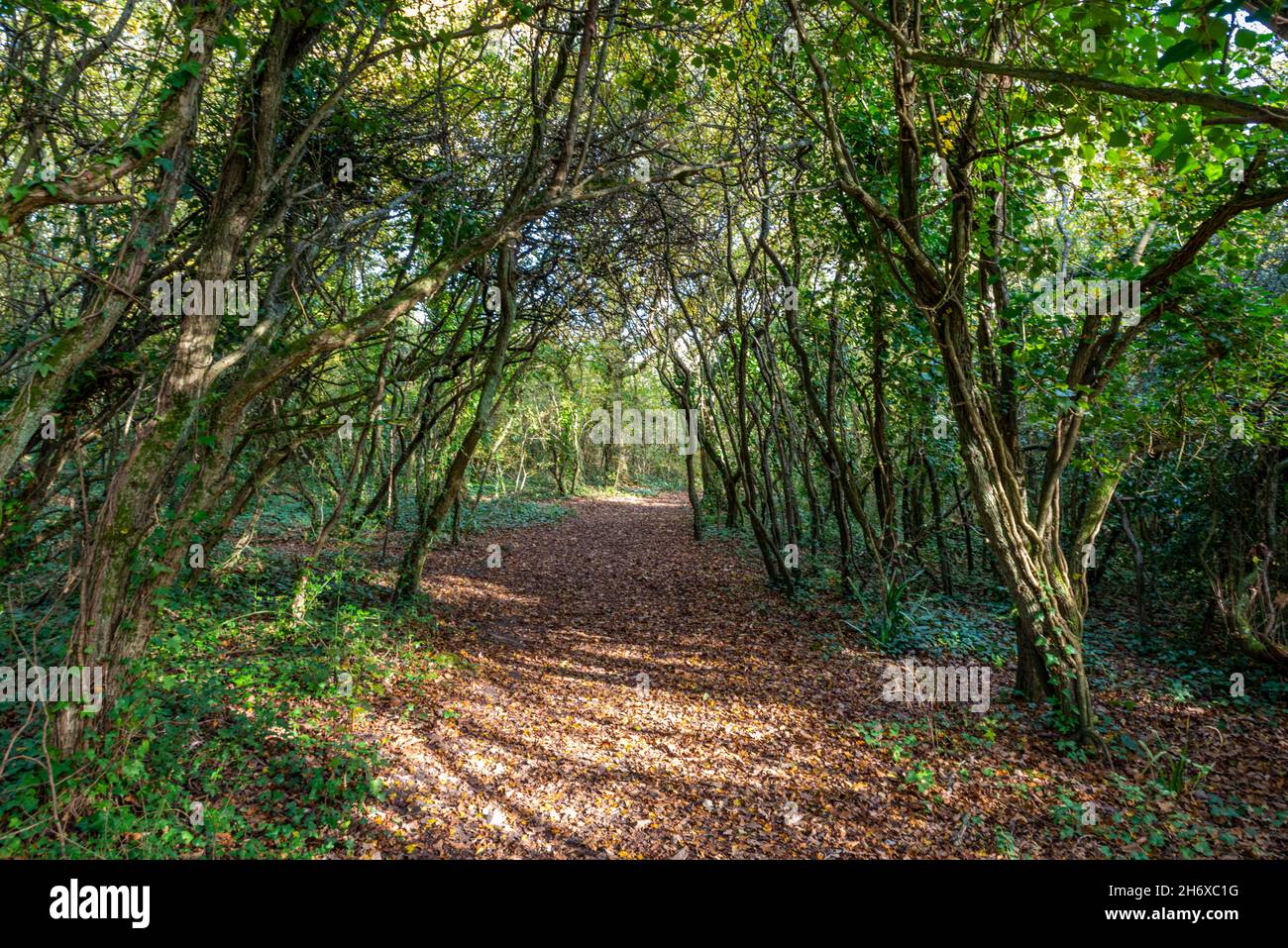 pathway through the trees in green summer woodland, tunnel of trees ...