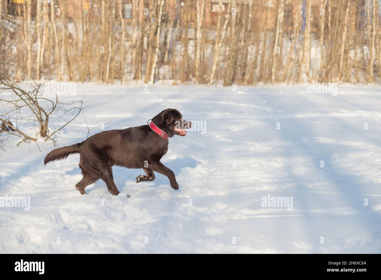 Chocolate lab lying in the snow Stock Photo - Alamy