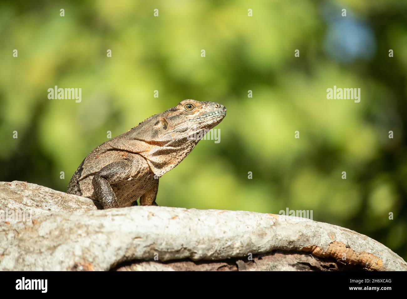 One strong and curious lizard Stock Photo - Alamy