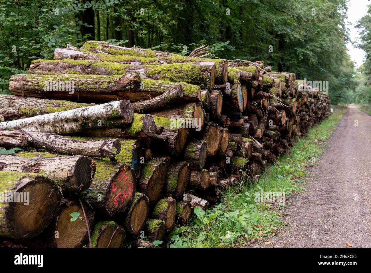 Stocked timber hi-res stock photography and images - Alamy