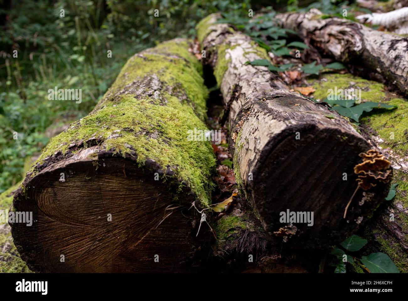 Stocked timber hi-res stock photography and images - Alamy