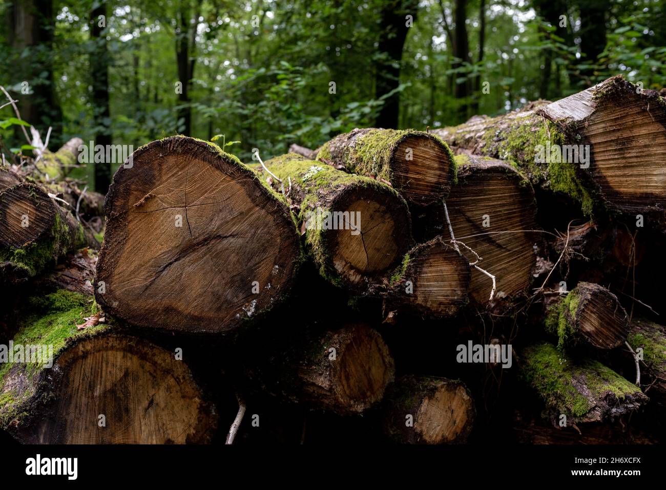 Stocked timber hi-res stock photography and images - Alamy