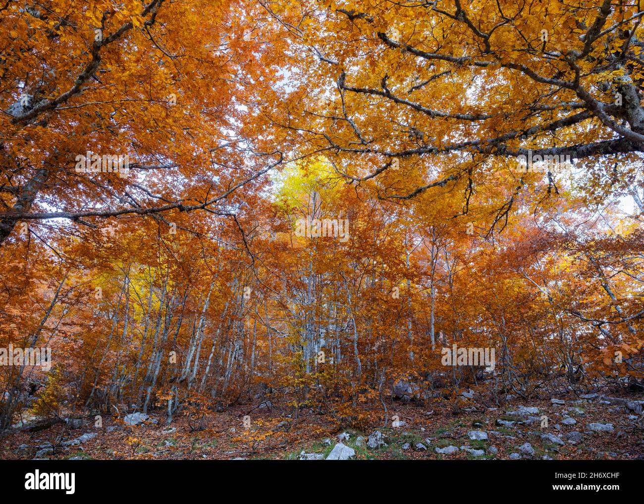 Mountain landscape with autumn colors, beech forest with dry foliage ...