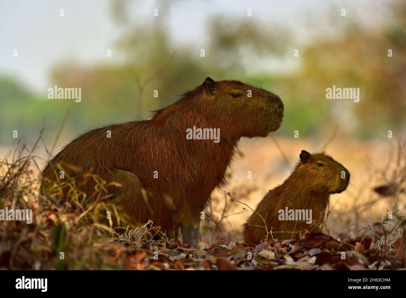 Mother and baby greater capybara (Hydrochoerus hydrochaeris) in ...
