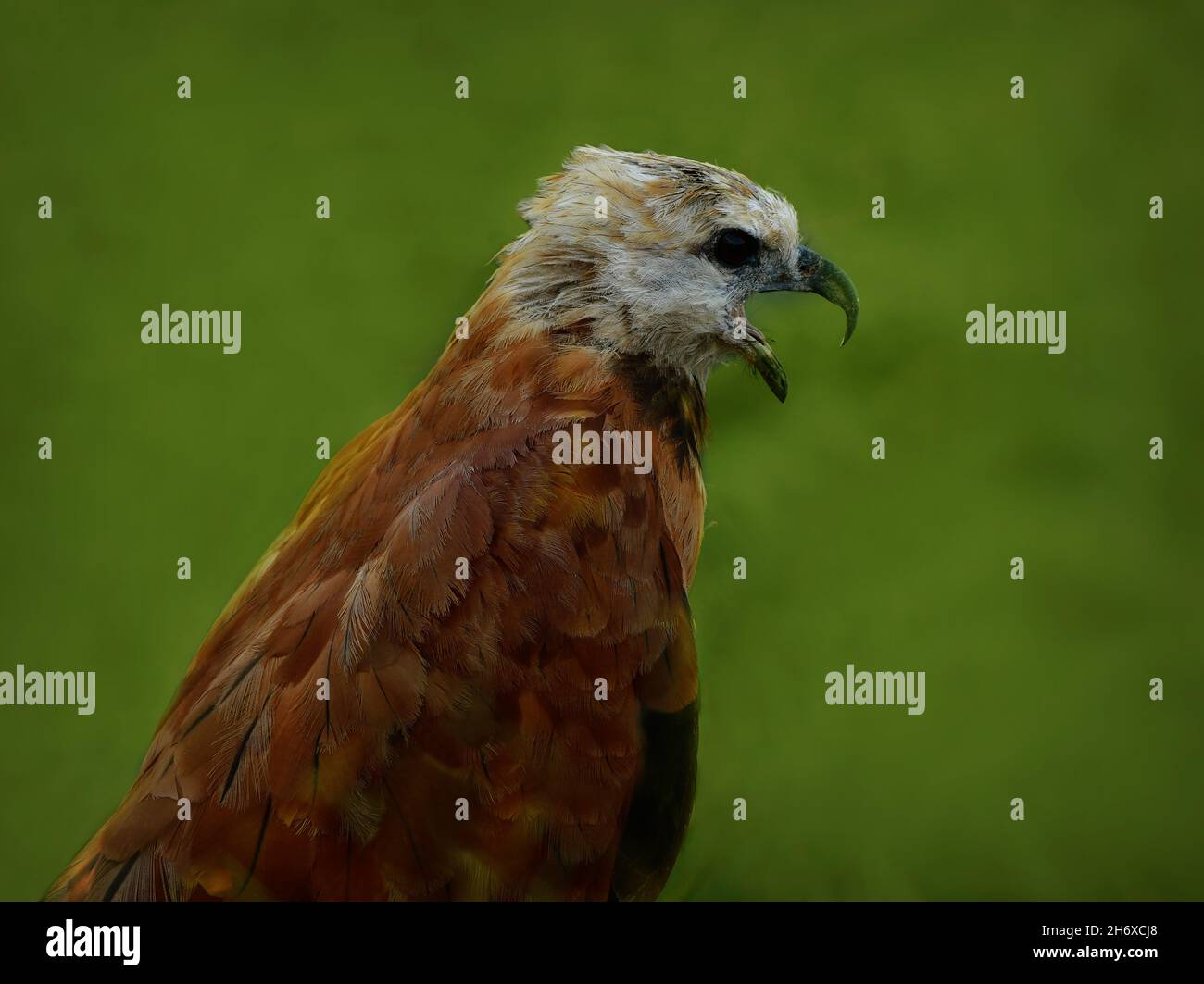 Portrait of black-collared hawk (Busarellus nigricollis) with the beak ...