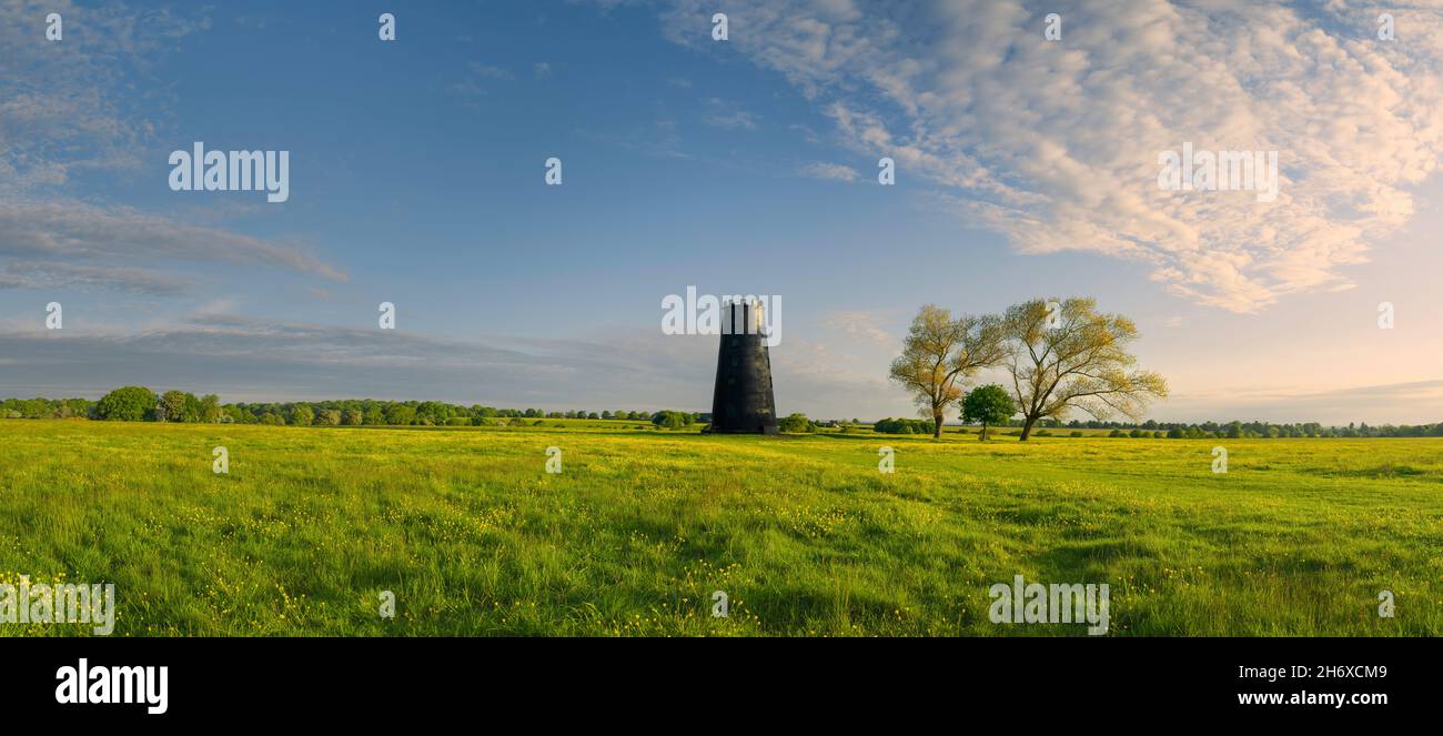 English rural scene with open pasture and wild buttercups in bloom and ...