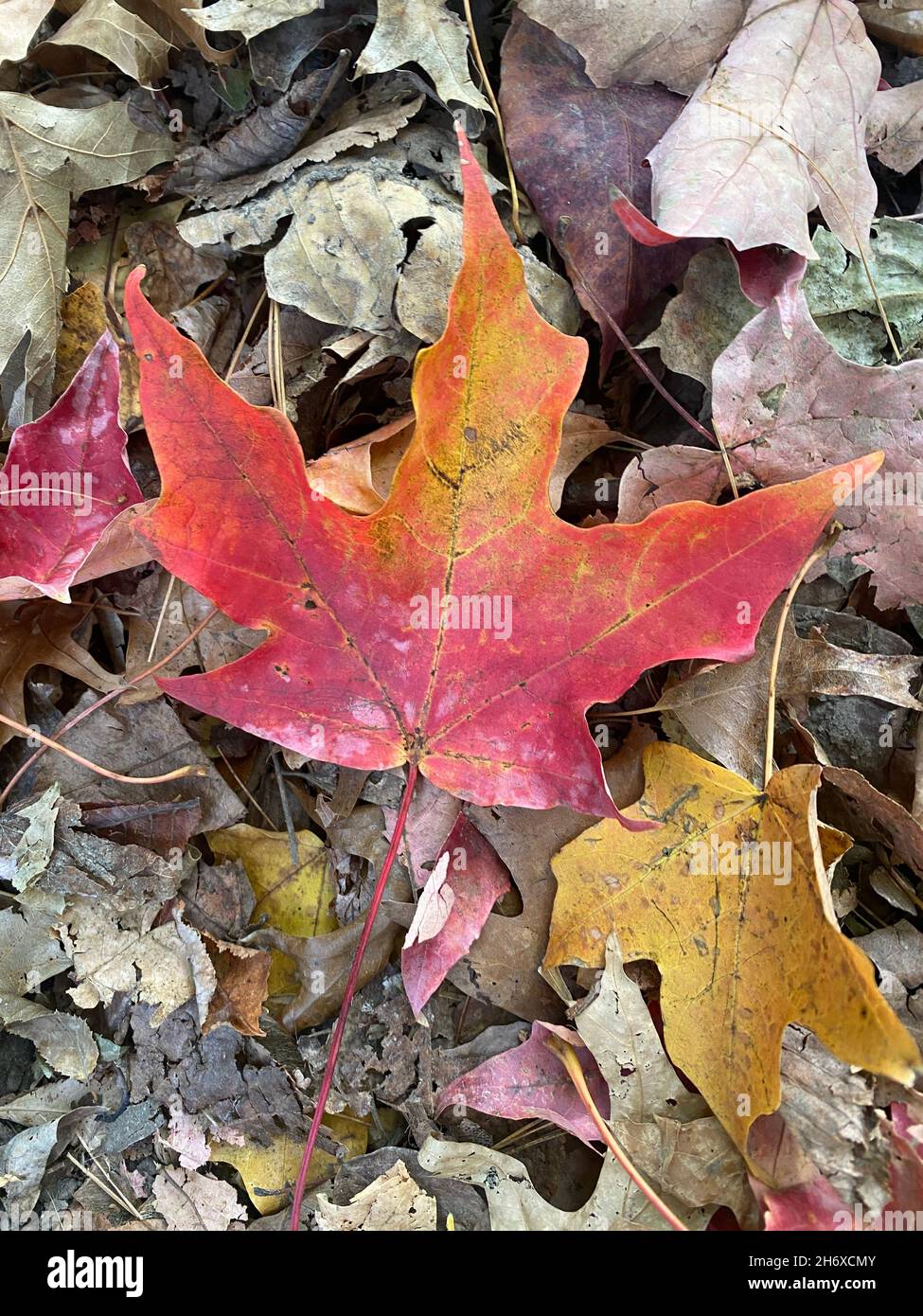 Symbol of autumn in the northeast, a firey red maple leaf, on the ...