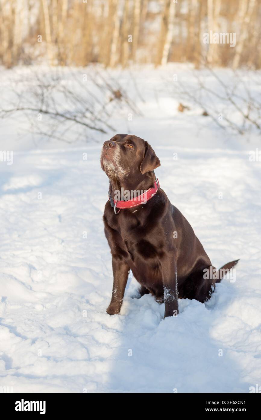 Chocolate lab lying in the snow Stock Photo - Alamy