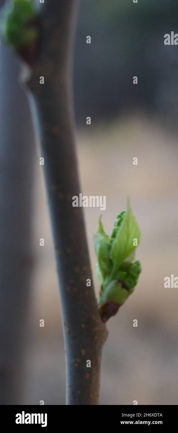 Fresh bud on a young mulberry tree at the start of spring Stock Photo ...