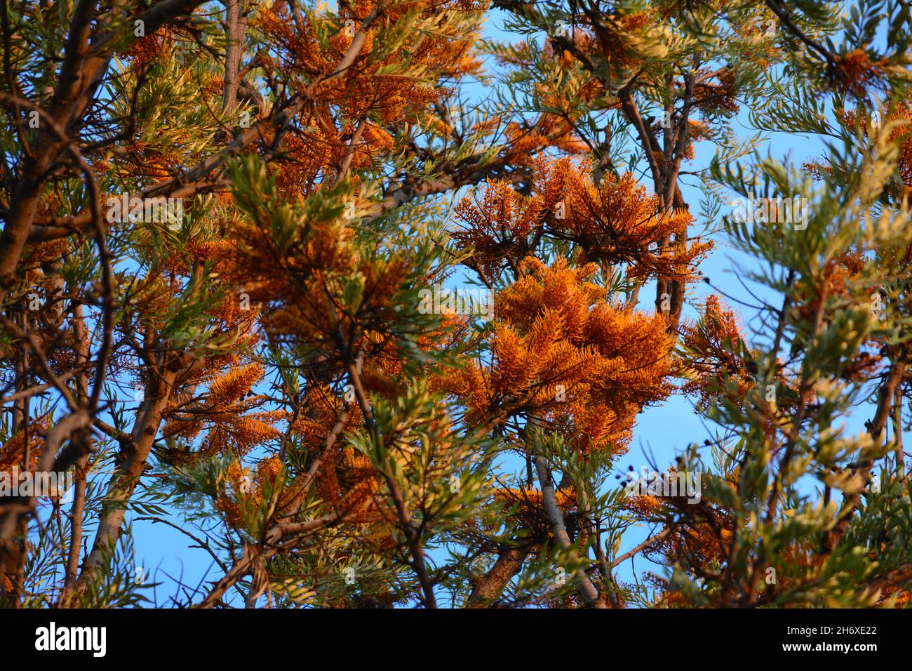 Leaves and flowers of a silver oak tree at the beginning of spring ...