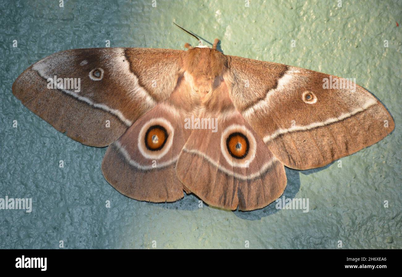 The symmetry of nature on display as a moth rests on a green wall Stock ...
