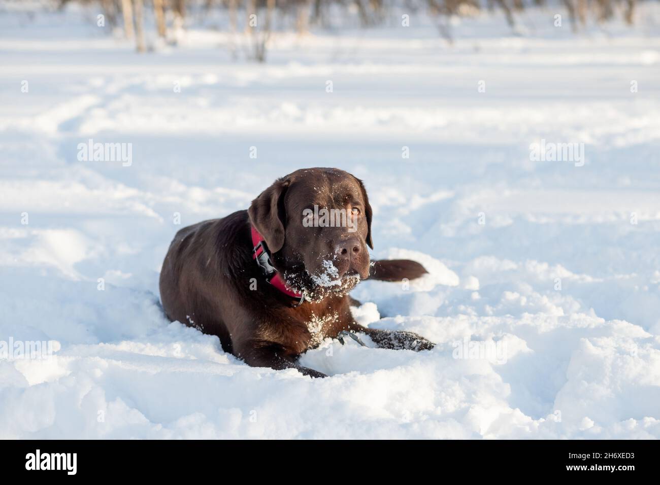 Black labrador lying in snow hi-res stock photography and images - Alamy