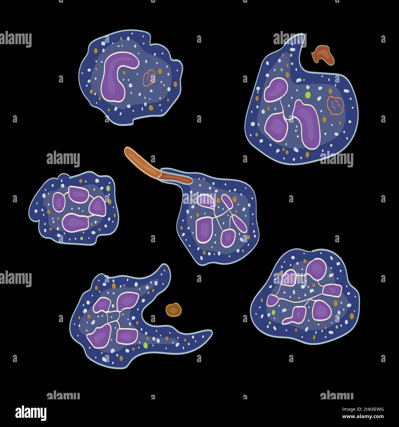 Innate immune system: neutrophils cells, vector illustration Stock Vector Image & Art - Alamy