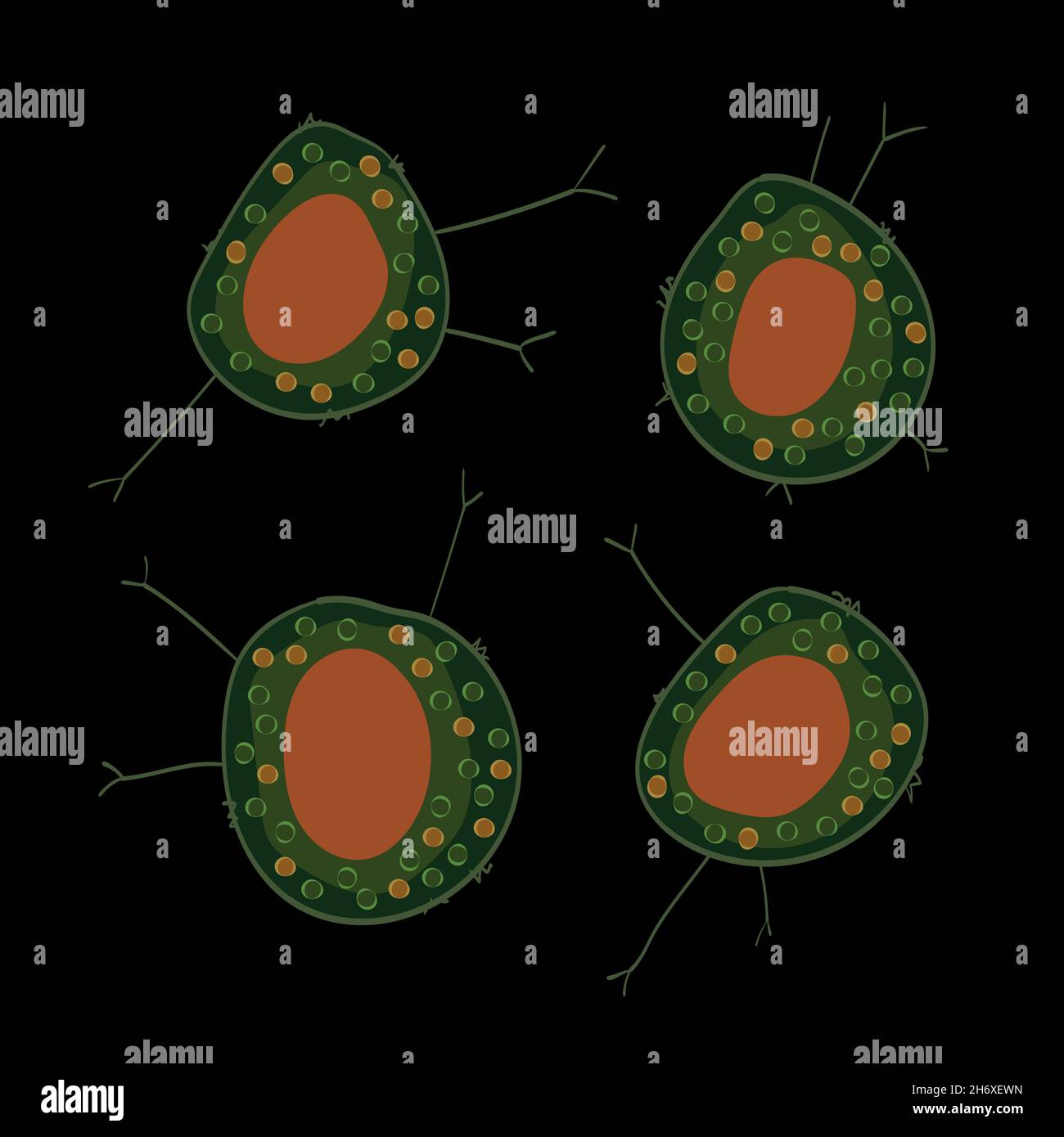Innate immune system: natural killer cells, vector illustration Stock ...