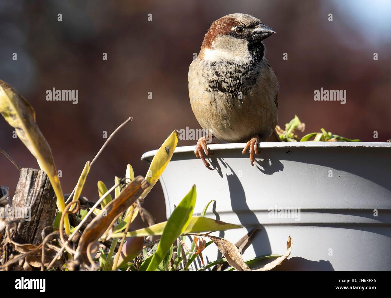English sparrow hi-res stock photography and images - Alamy