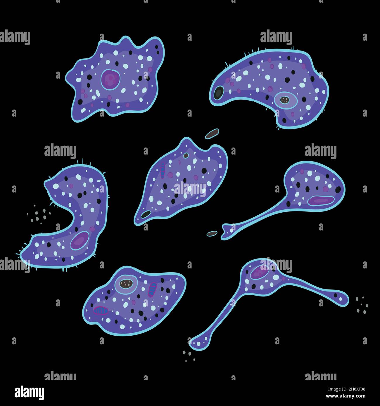 Innate immune system: macrophages cells, vector illustration Stock Vector Image & Art - Alamy