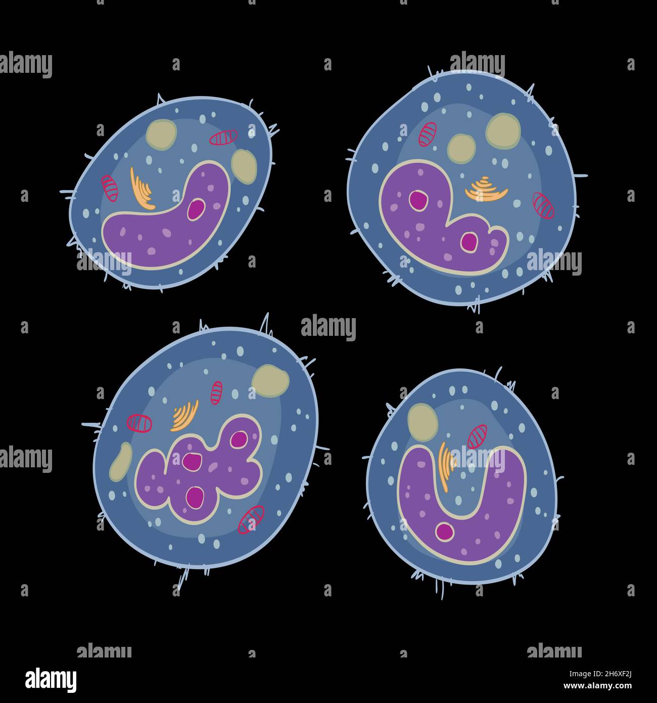 Innate immune system: monocytes cells, vector illustration Stock Vector ...