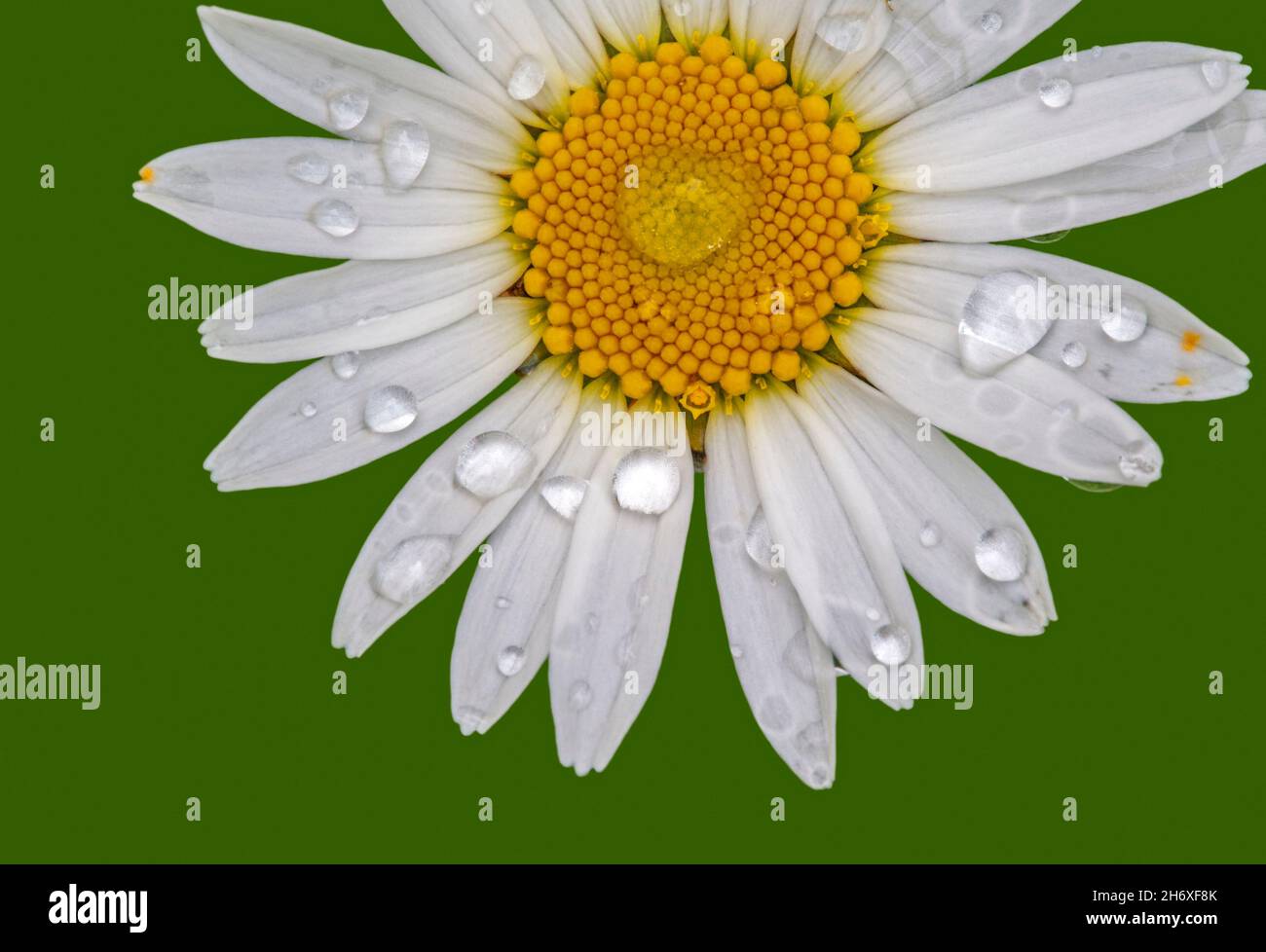 Ox-eye daisy / oxeye daisy / dog daisy / marguerite (Leucanthemum ...
