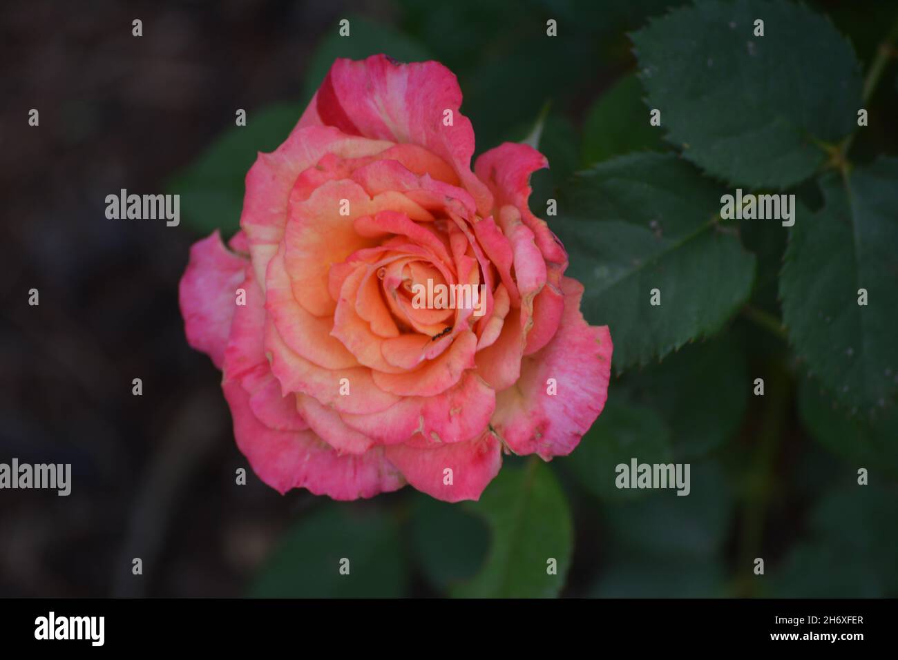 Damaged rose petals hi-res stock photography and images - Alamy