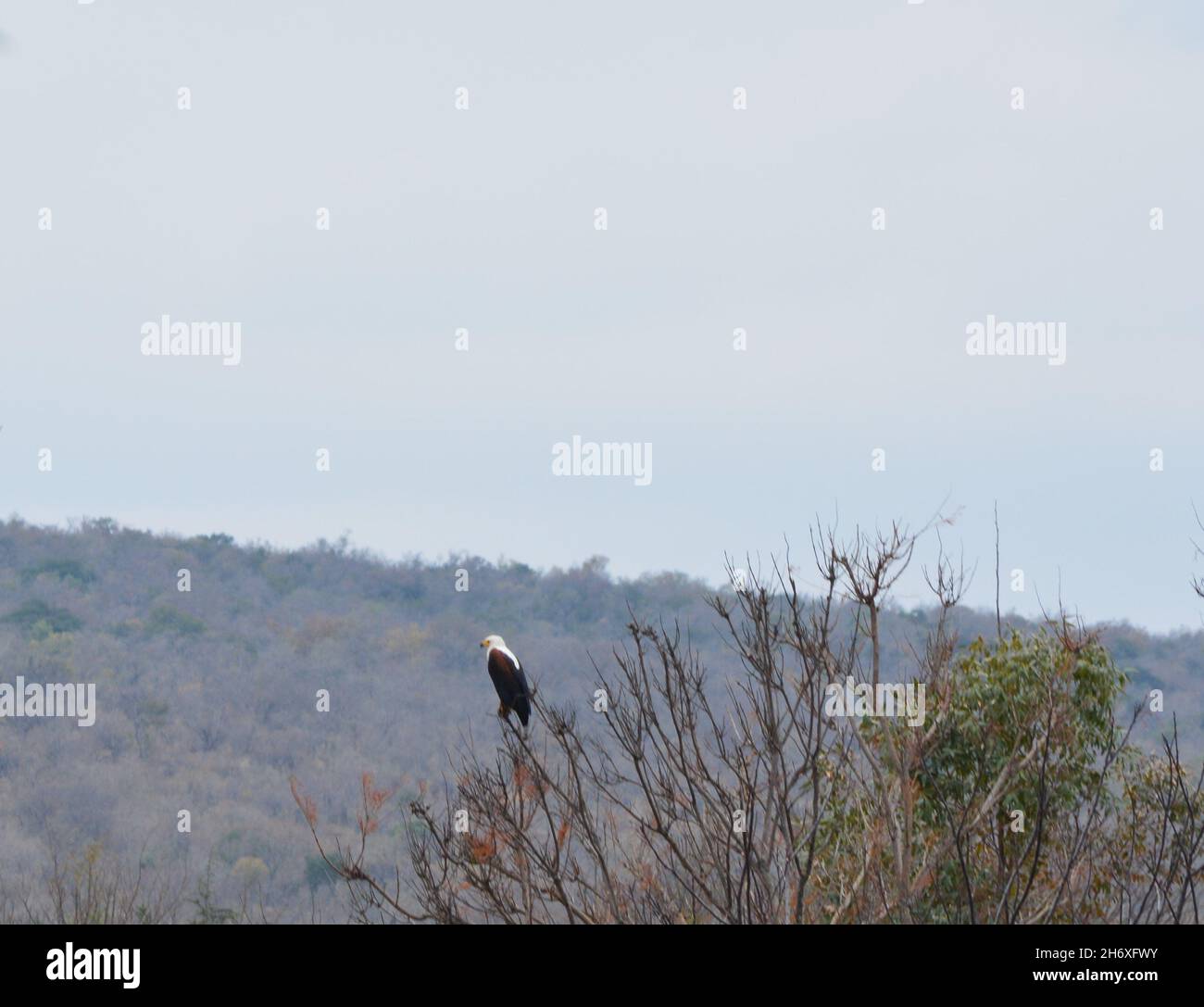 Beautiful African Fish Eagle captured resting on the branches of a high ...