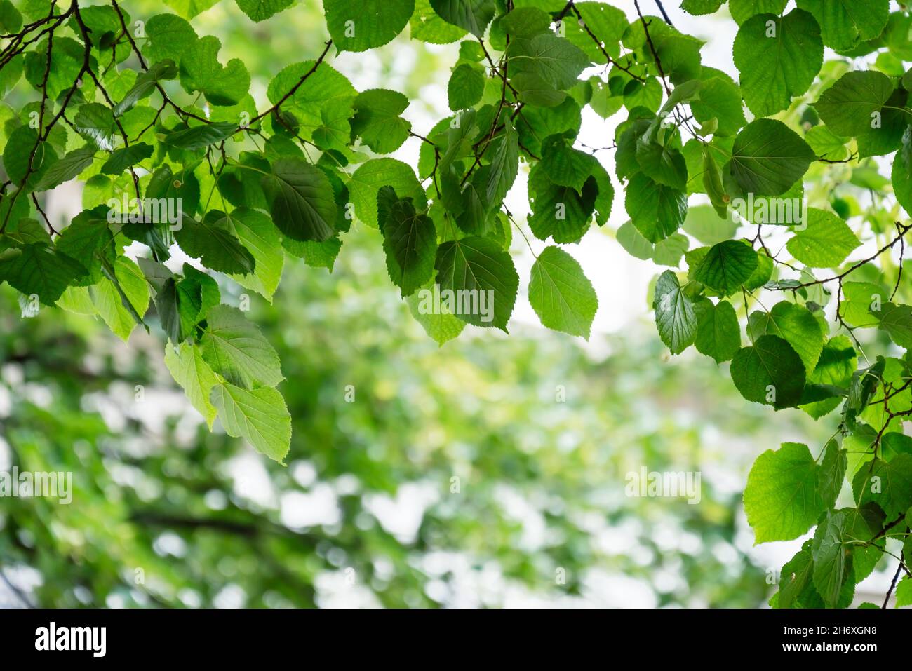 fresh green leaves on a bright summer day Stock Photo - Alamy