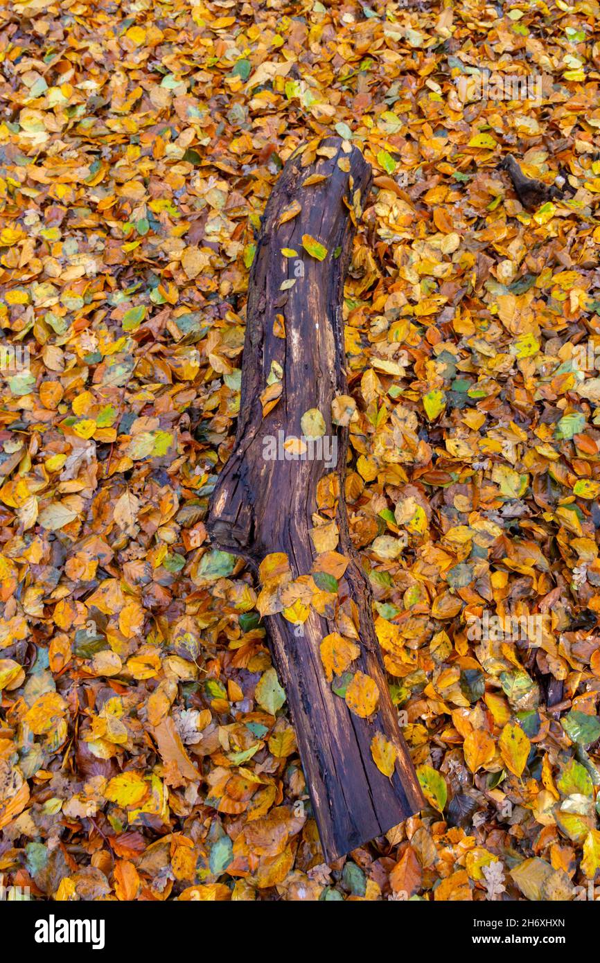 Autumn scene with colourful leaves and fallen tree log Stock Photo - Alamy