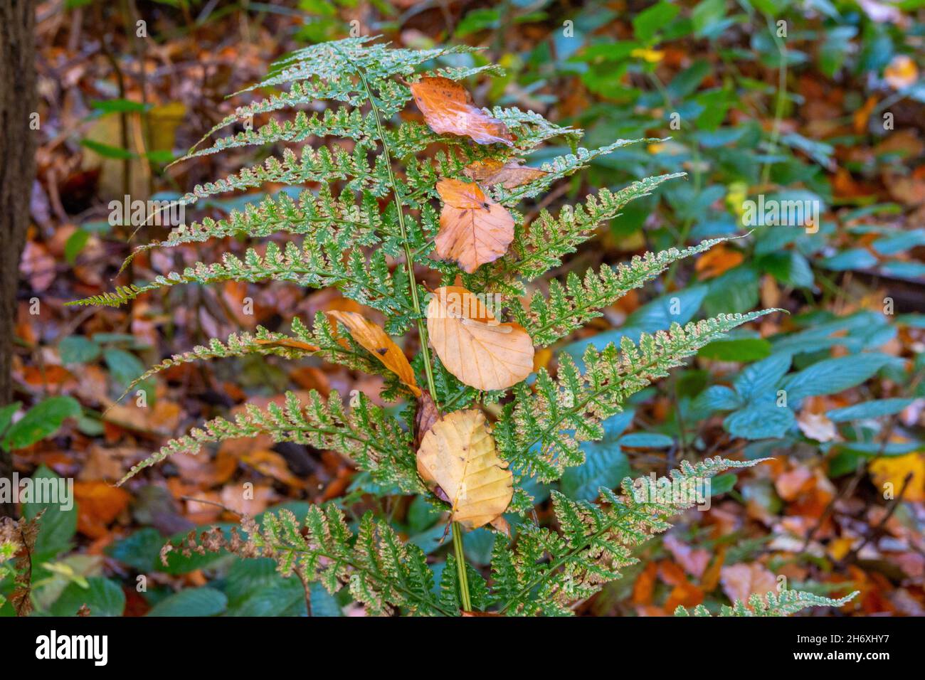 Temperate forest background concept theme of foliage with bracken and ...