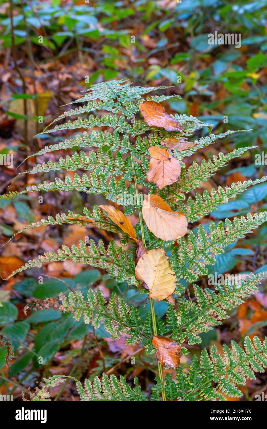 Temperate forest background concept theme of foliage with bracken and ...