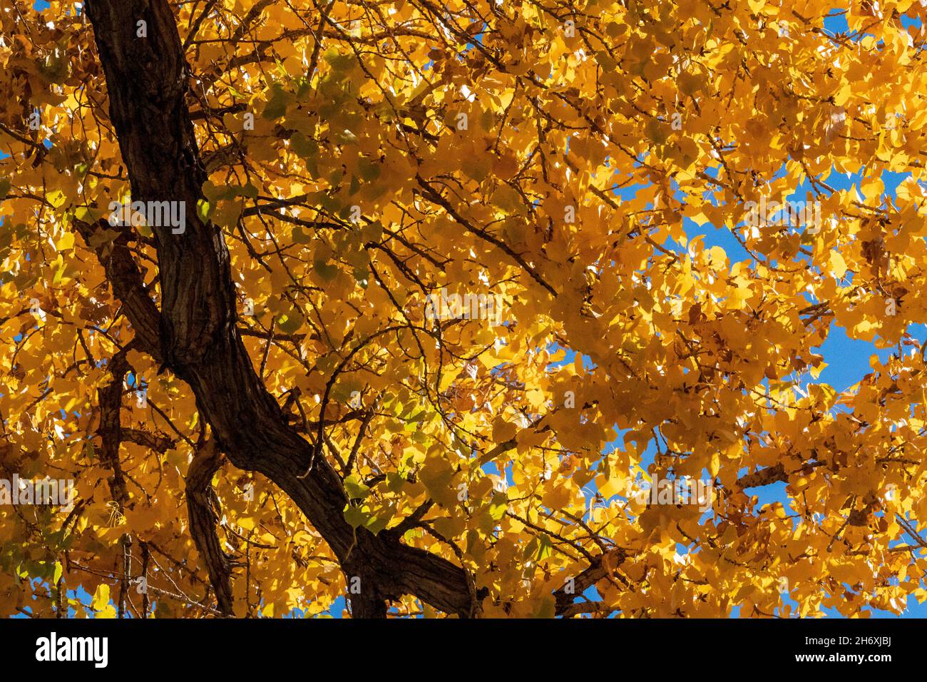 Albuquerque autumn fall hi-res stock photography and images - Alamy
