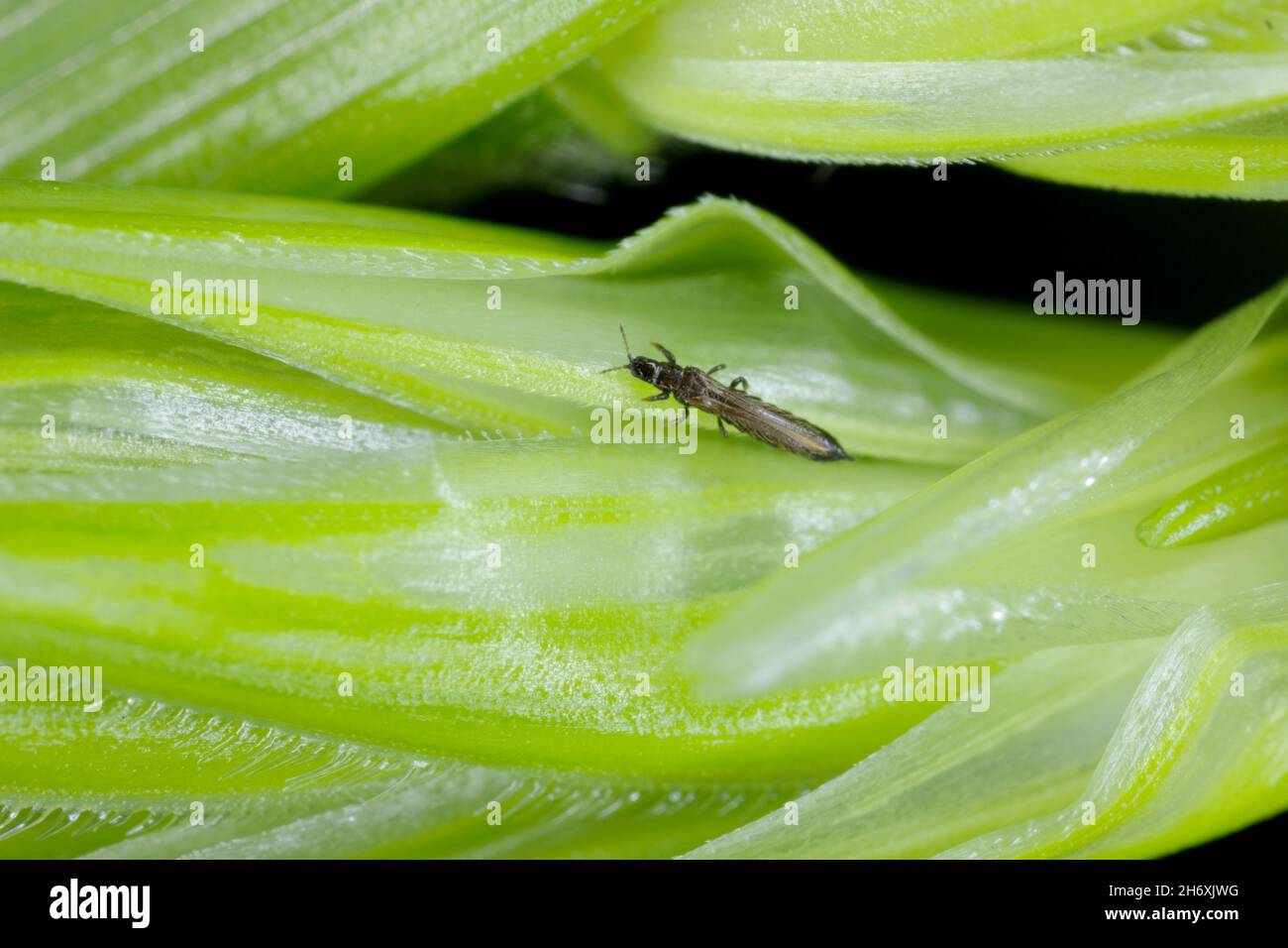 Thrips Damage In Rice