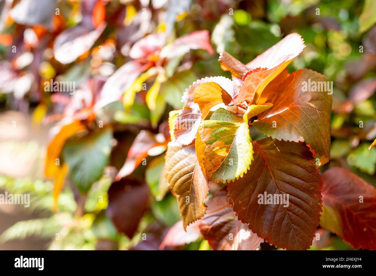 Closeup red autum leaf of iresine diffusa ,bloodleaf, herbstii plants ...