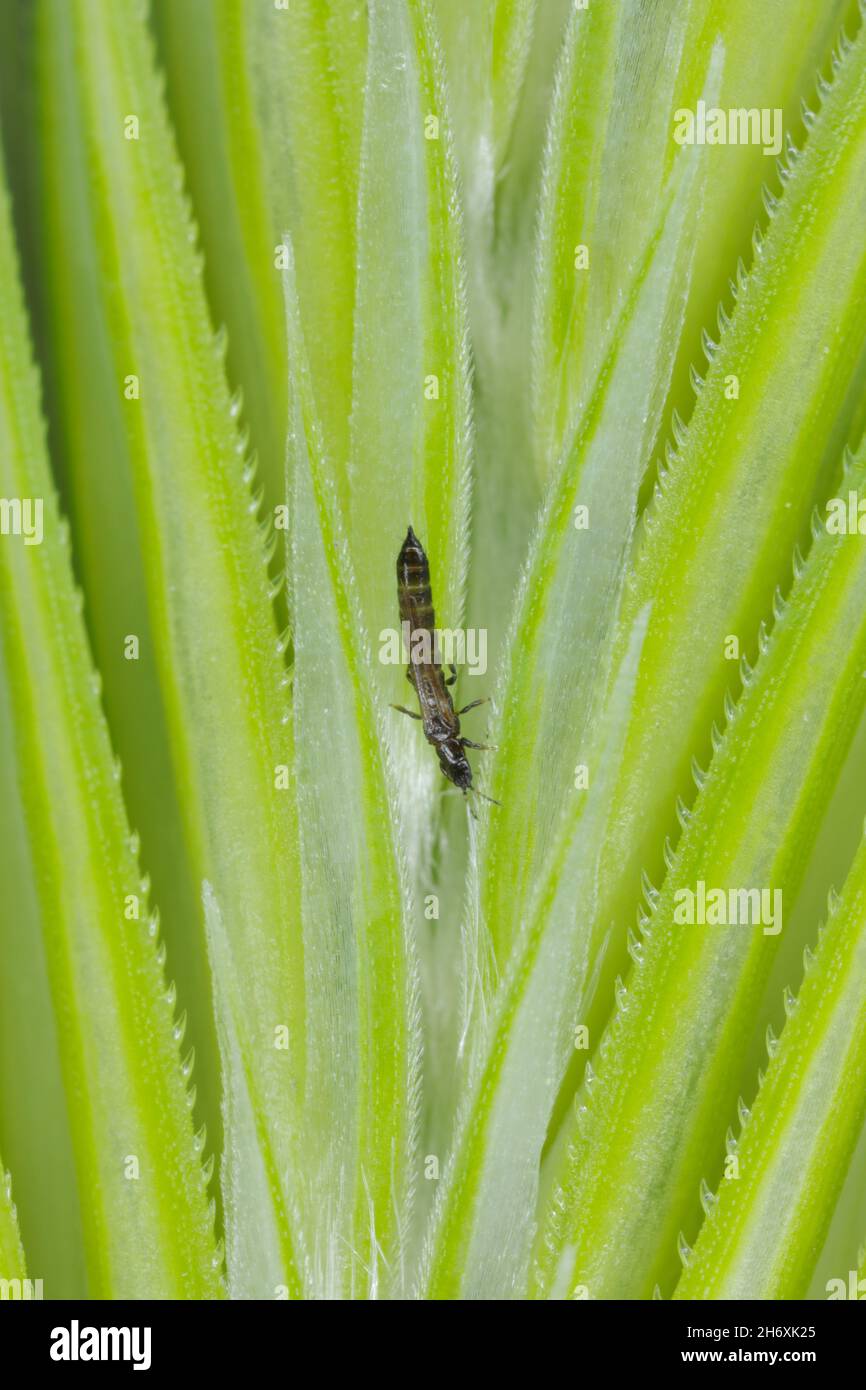 Thrips Damage In Rice