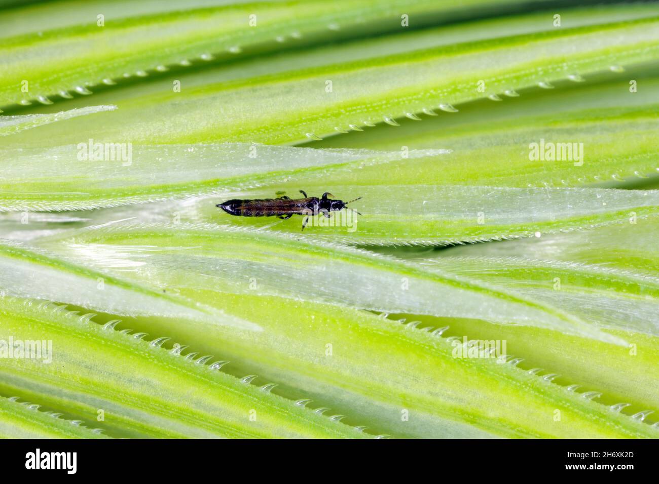 Thrips Thysanoptera on cereal. It is a dangerous pest of crops Stock ...