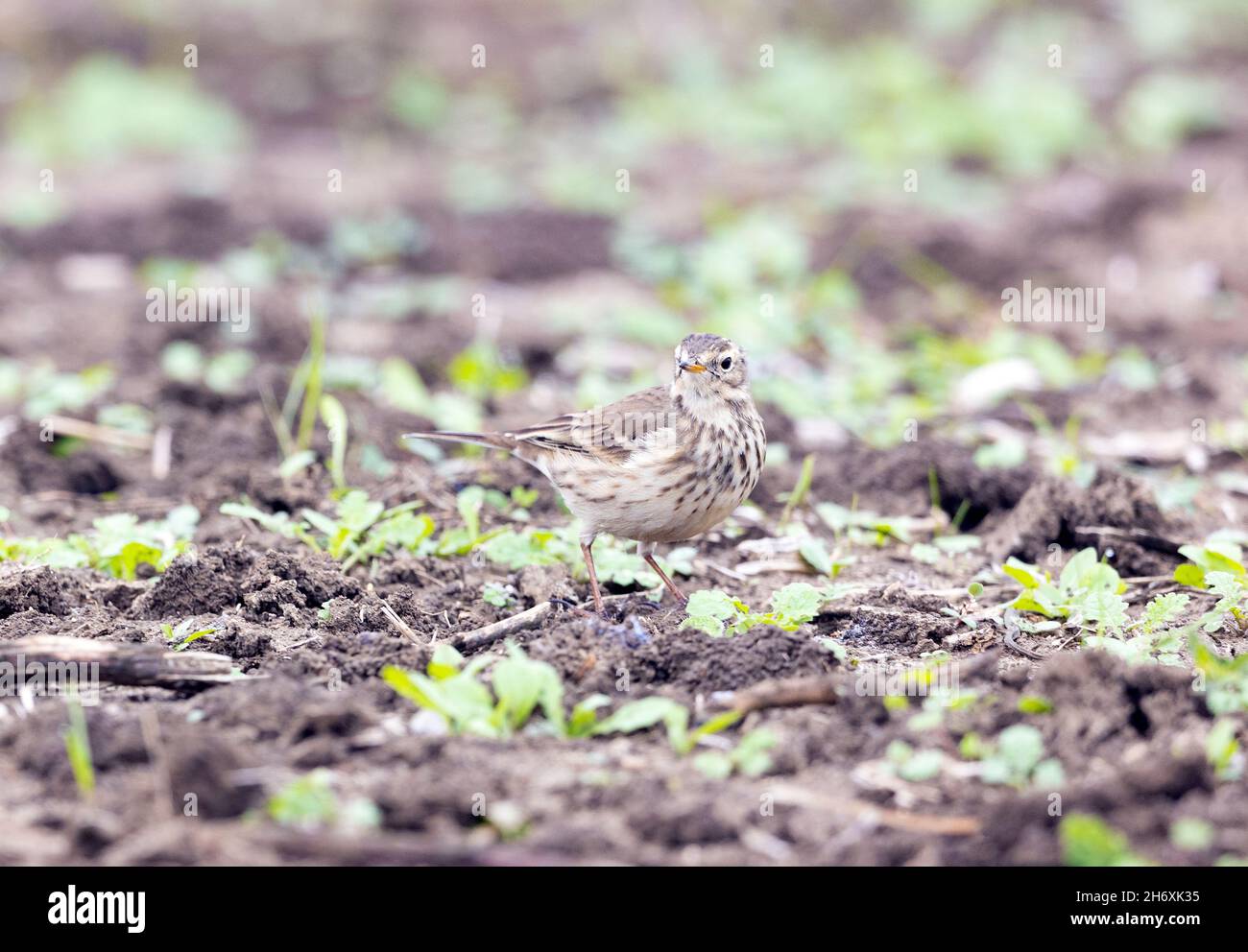 American pipit hi-res stock photography and images - Alamy