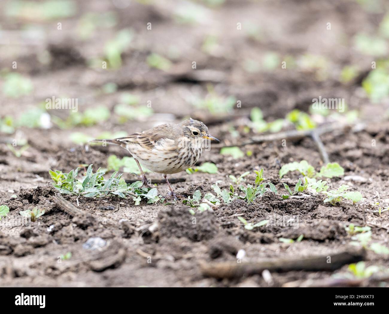 American pipit hi-res stock photography and images - Alamy