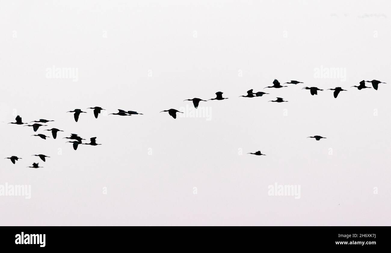 White faced ibis in flight hi-res stock photography and images - Alamy