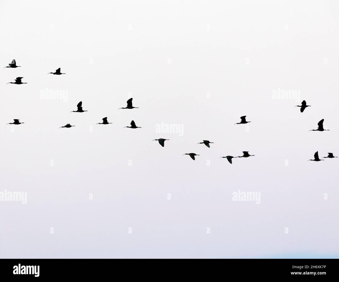 White faced Ibis Flock in Flight Stock Photo - Alamy