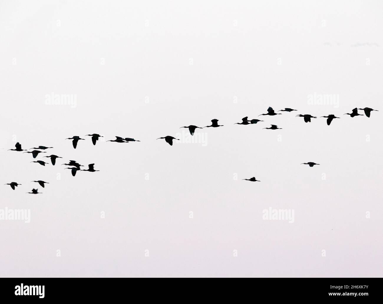 White faced Ibis Flock in Flight Stock Photo - Alamy