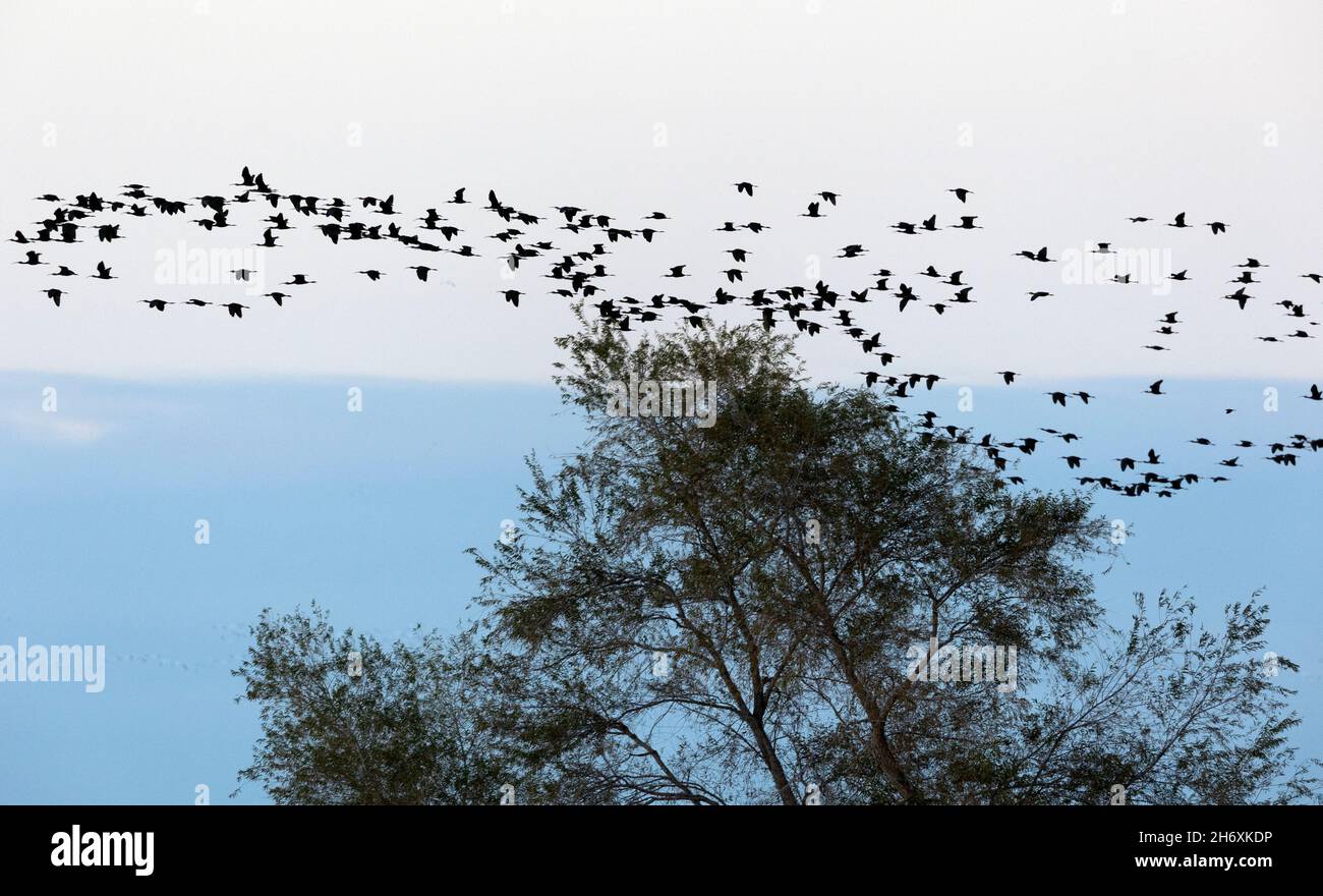 White faced ibis in flight hi-res stock photography and images - Alamy