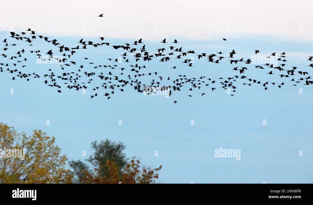 White faced ibis in flight hi-res stock photography and images - Alamy