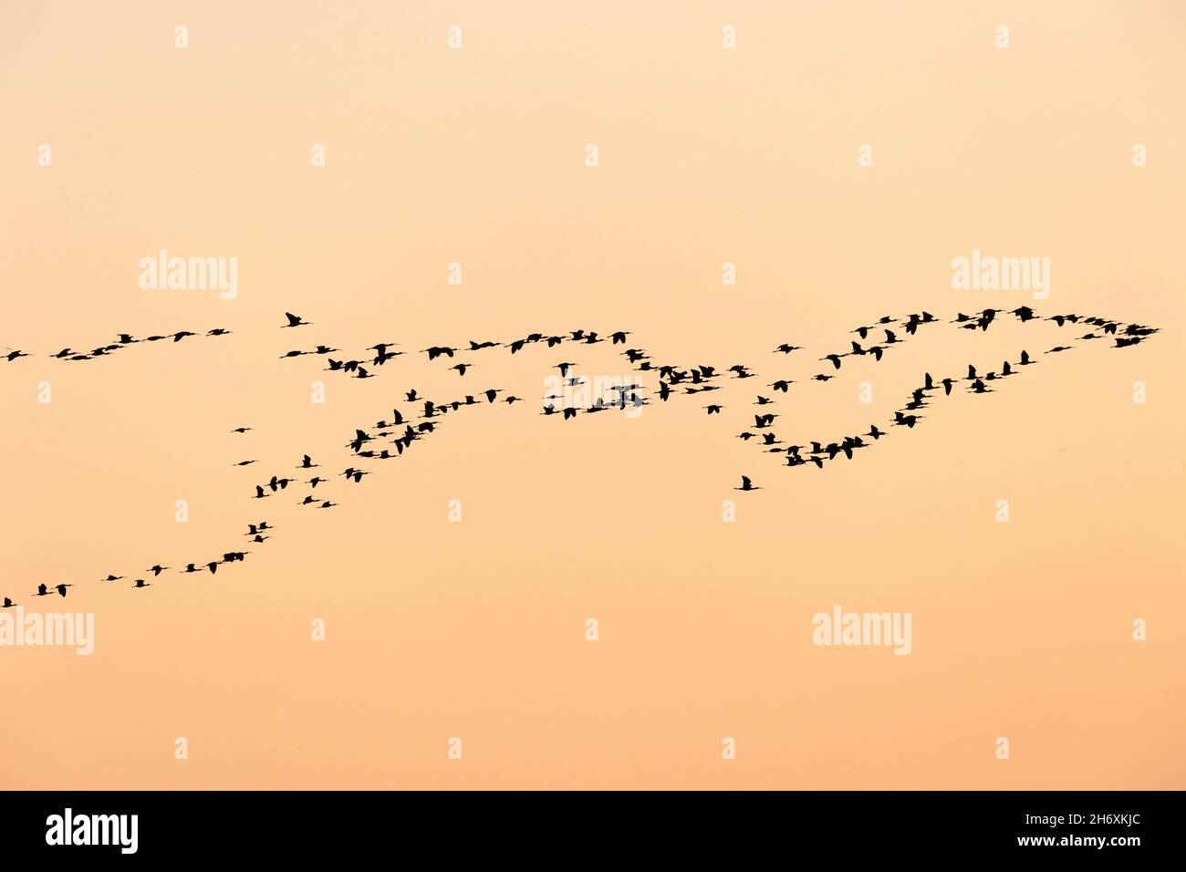 White faced ibis in flight hi-res stock photography and images - Alamy