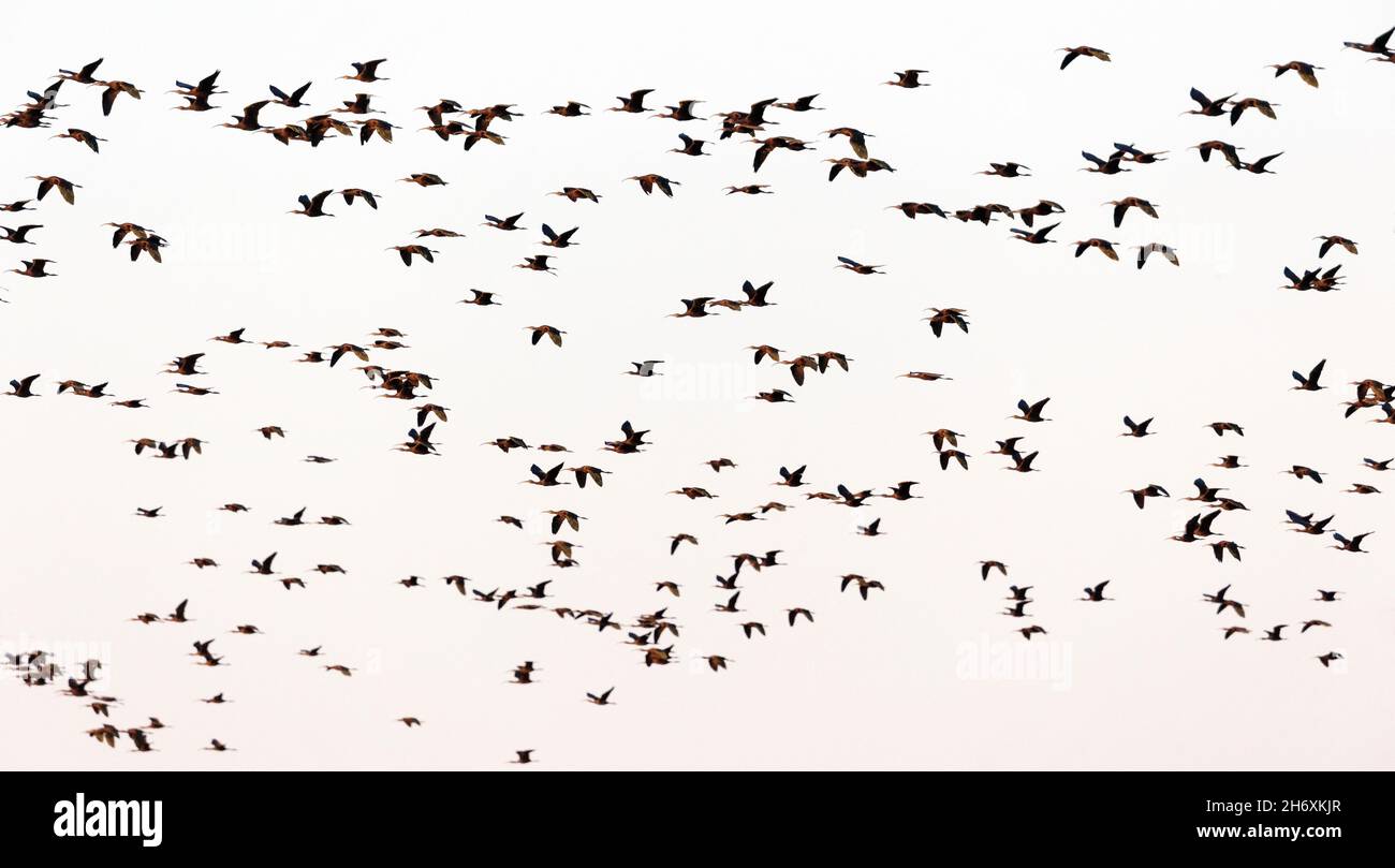 Large Flock White faced Ibis in Flight Stock Photo - Alamy