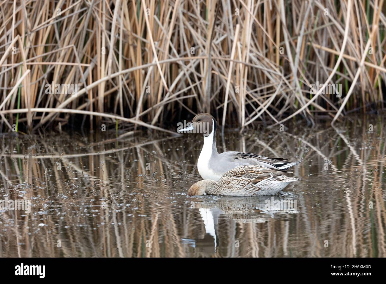 Northern Pintail Drake Stock Photo - Alamy