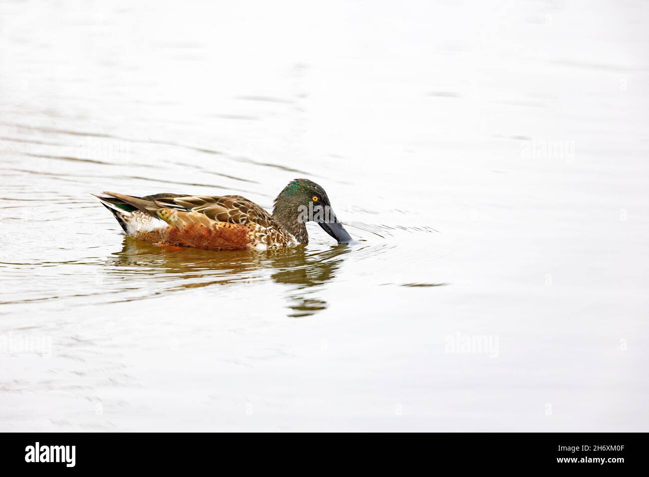 Northern Shoveler Drake Stock Photo - Alamy
