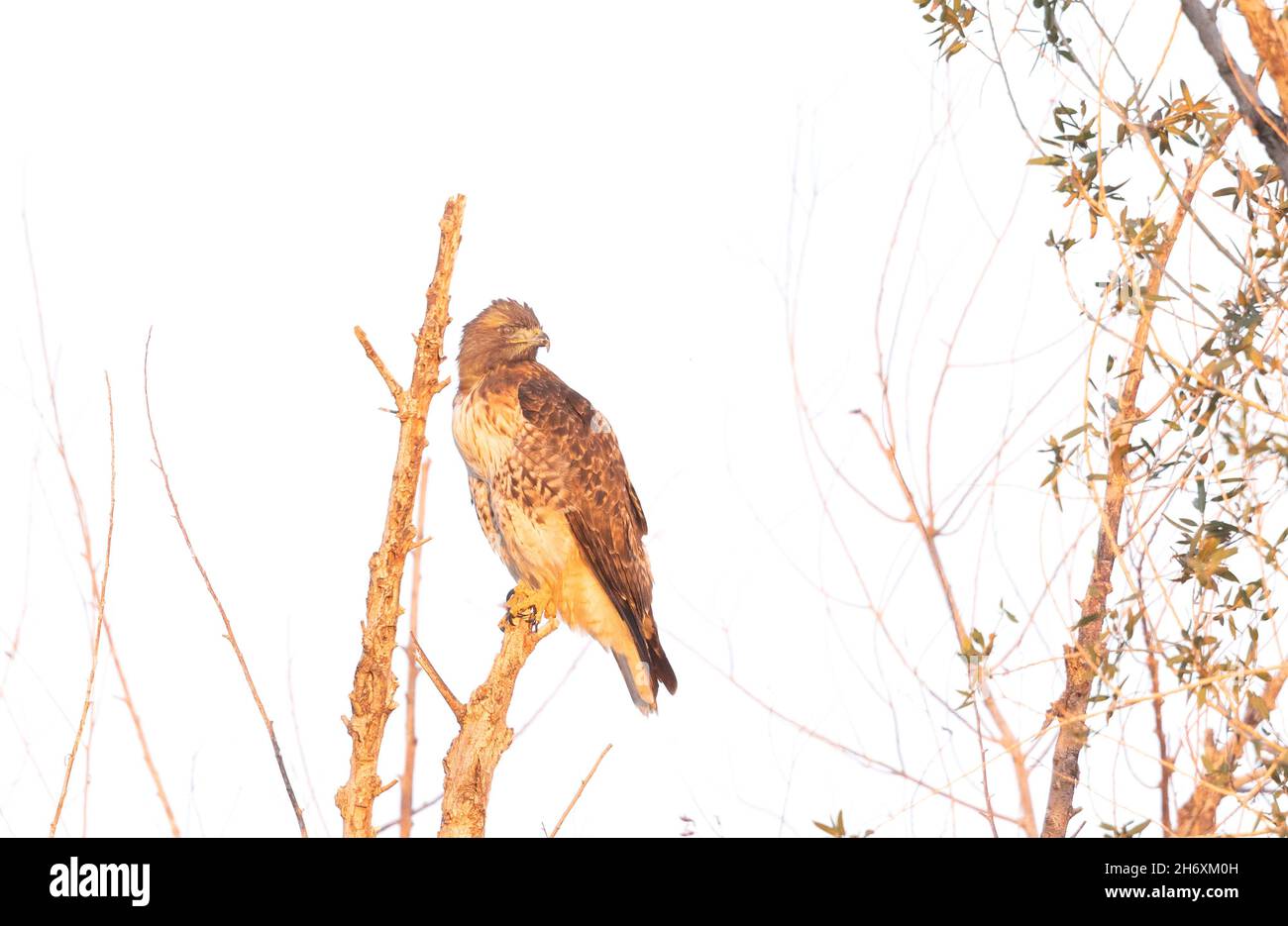 Red tailed hawk in very warm light hi-res stock photography and images ...