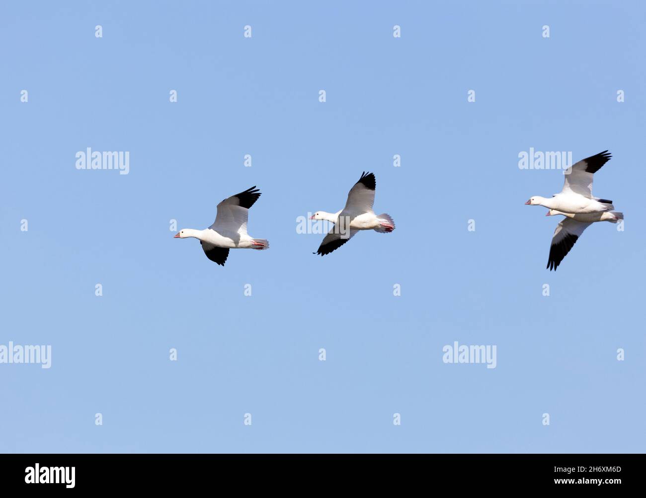 Three snow geese in flight hi-res stock photography and images - Alamy